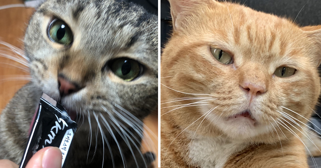 대표적인 고양이 간식 '츄르' 영양성분 살펴보니 – 비마이펫 라이프