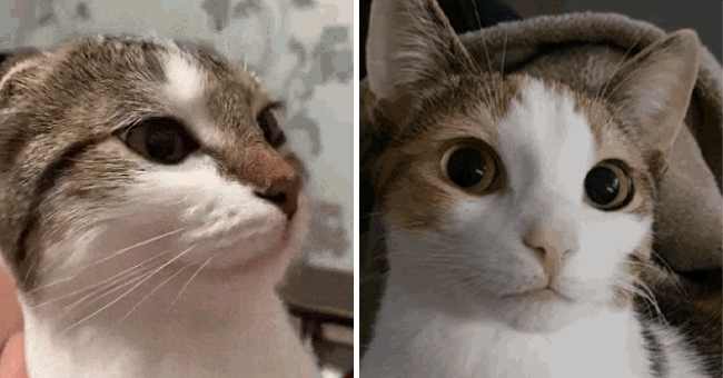 고양이는 집사를 큰 고양이라고 생각한다고? 사실일까? – 비마이펫 라이프