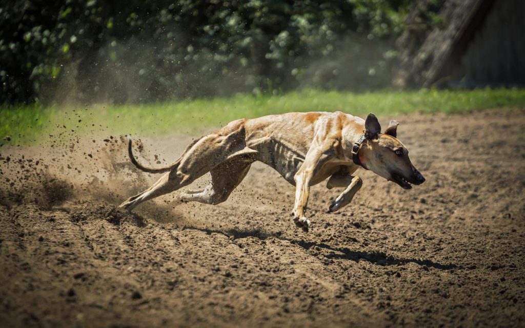 그레이하운드 성격과 특징 알아보기, 달리기 1등이라고? – 비마이펫 라이프