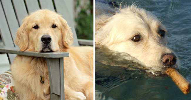 다양한 리트리버 종류 골든·래브라도 리트리버의 공통점과 차이점은 비마이펫 라이프