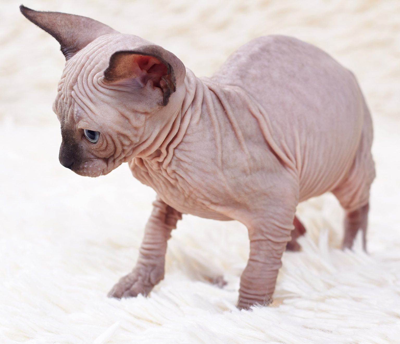 밤비노 고양이, 다리가 짧은 스핑크스 고양이 인형? – 비마이펫 라이프