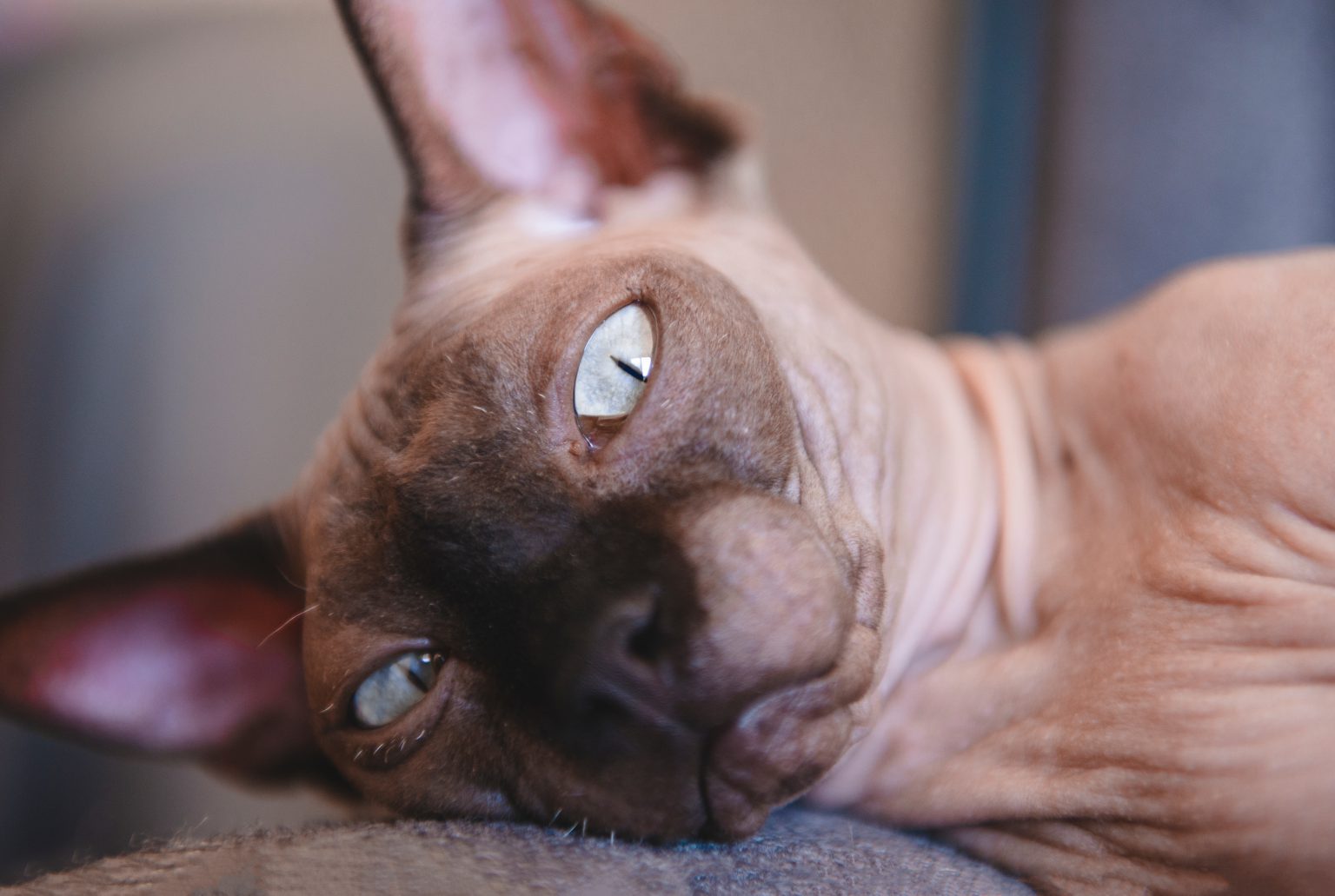 스핑크스 고양이 관리 용품 추천 10가지 피부 관리에 신경 써야 비마이펫 라이프