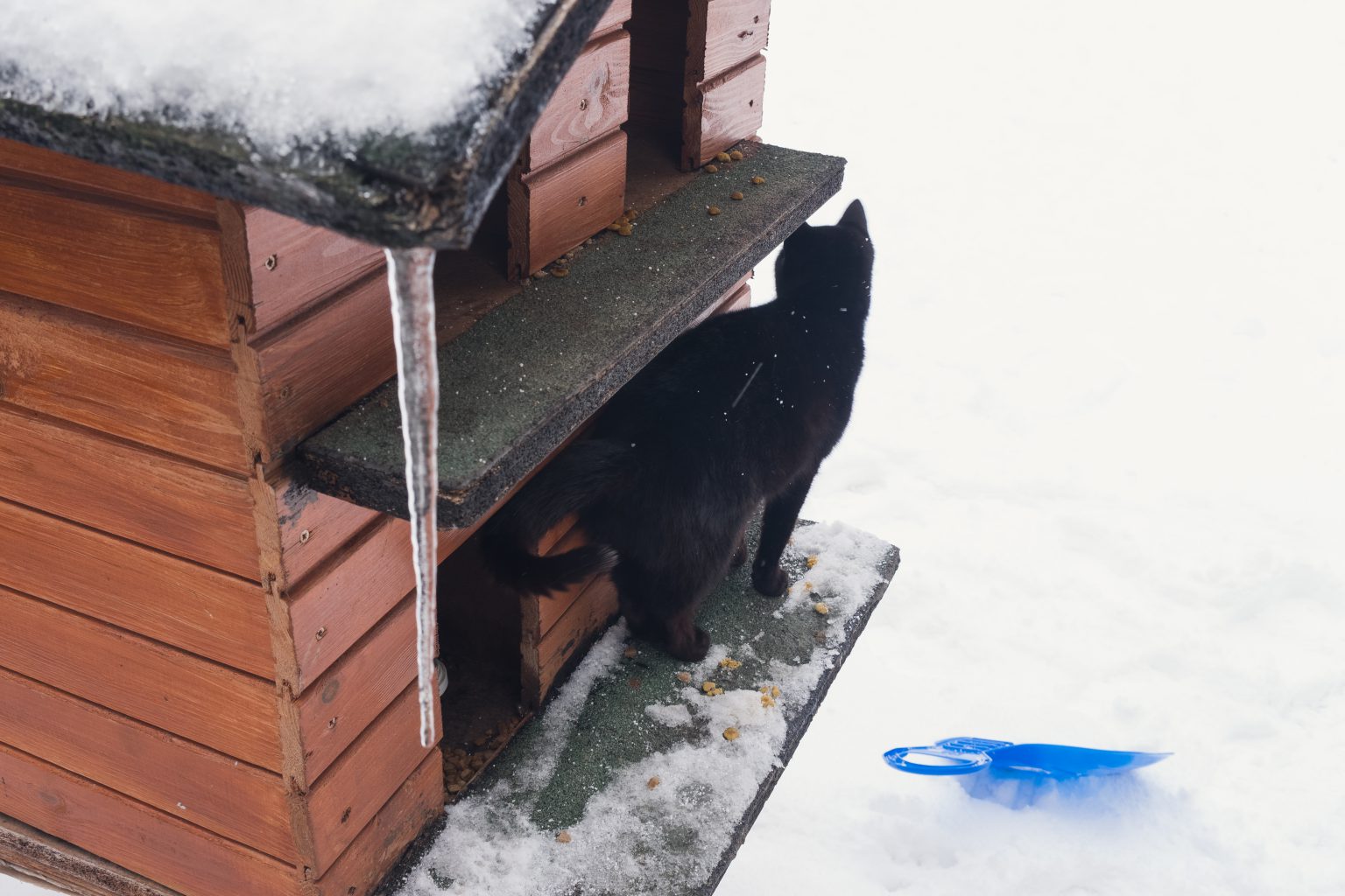 길고양이 집 추천 12가지 겨울철 길고양이 돌보는 꿀팁까지 비마이펫 라이프