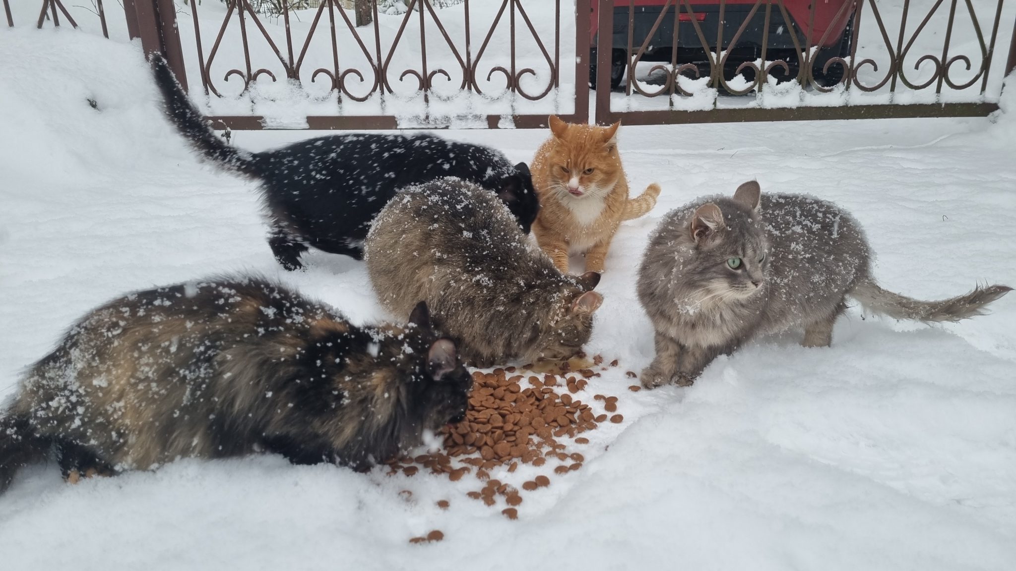 길고양이 집 추천 12가지 겨울철 길고양이 돌보는 꿀팁까지 비마이펫 라이프