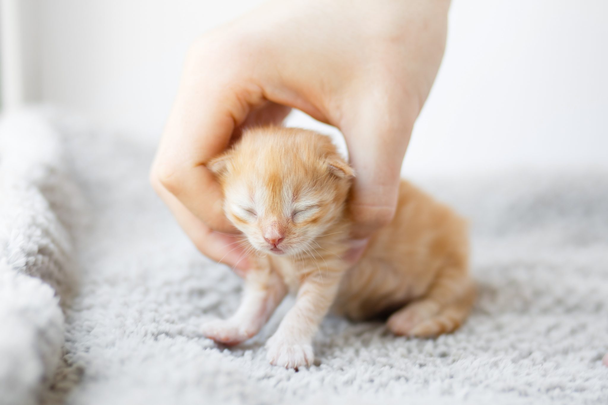 갓 태어난 고양이 돌보는 방법, 분유 먹이는 방법부터 배변 유도까지 – 비마이펫 라이프