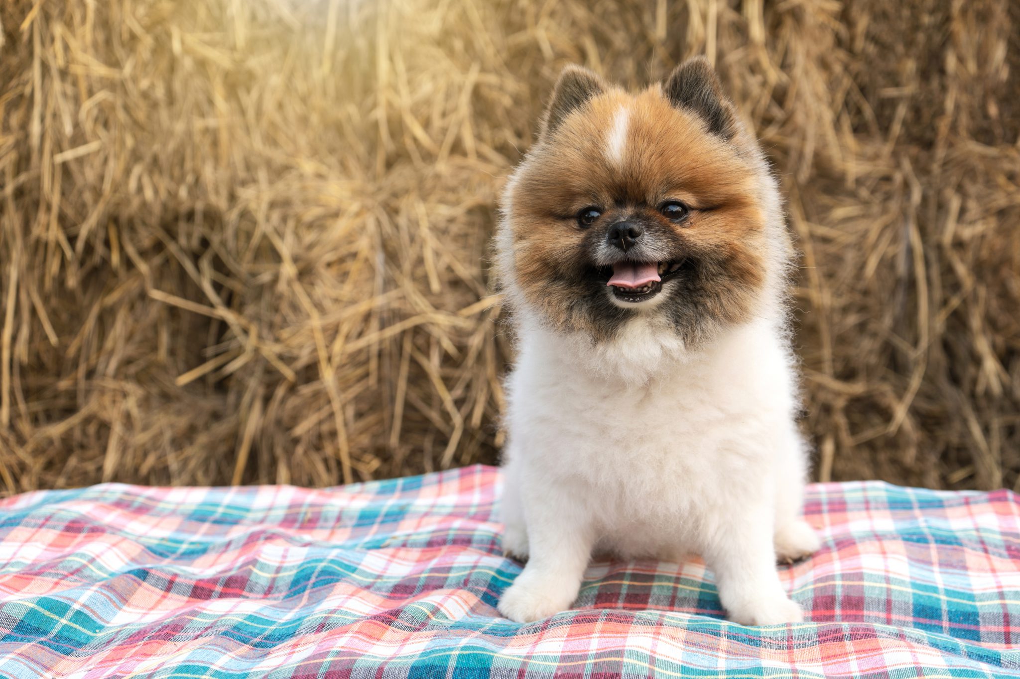 포메라니안 종류 18가지 털 색깔과 무늬로 구분해요 비마이펫 라이프