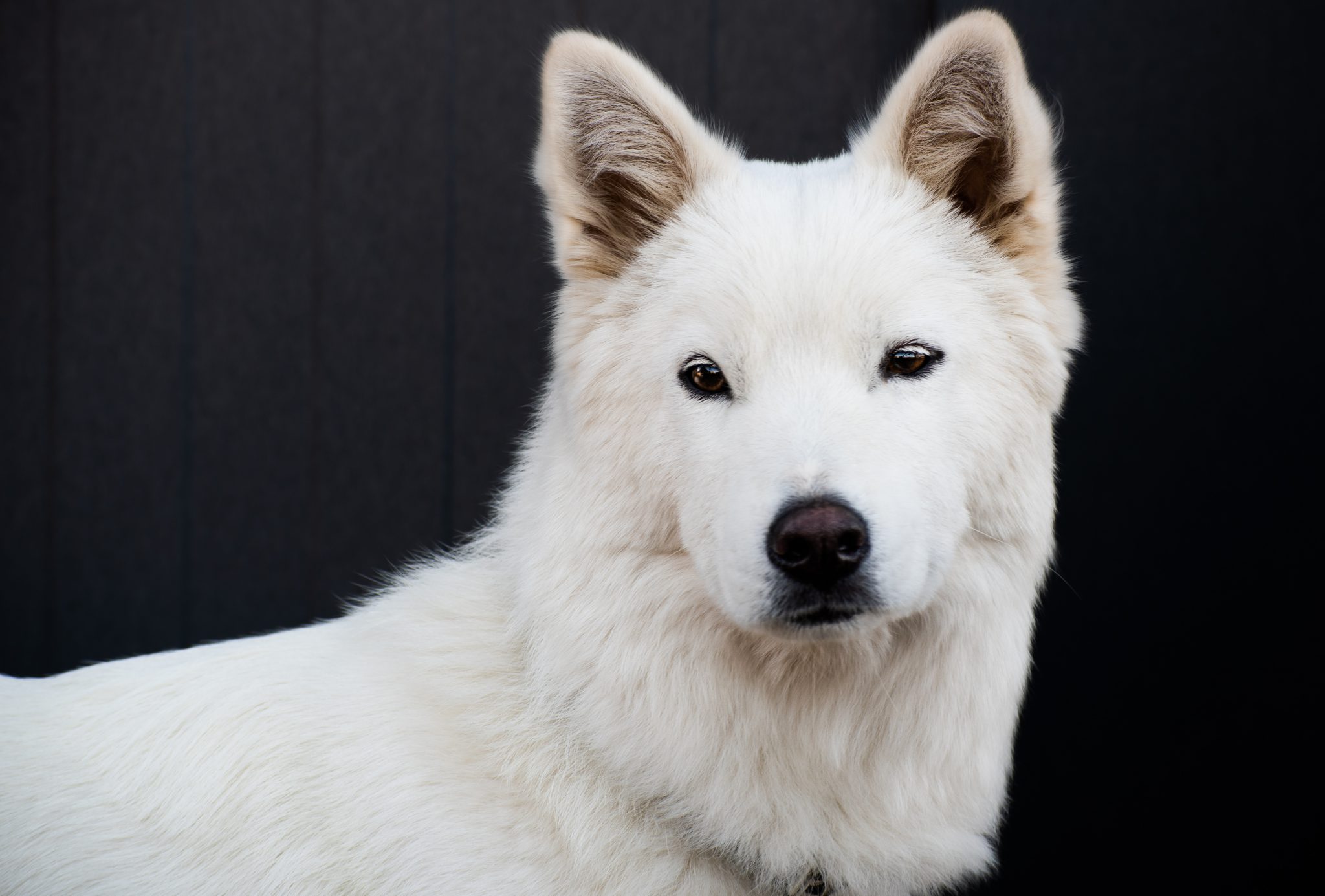 하얀 강아지 종류 8가지 털 관리하는 방법 알아보기 비마이펫 라이프