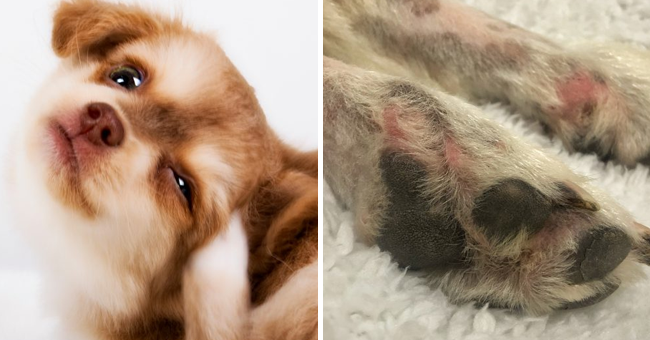 강아지 아토피 증상과 관리 방법 4가지 알아보기 – 비마이펫 라이프