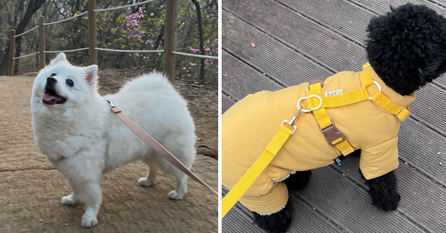 강아지 하네스 종류 및 추천 제품 10가지 알아보기 비마이펫 라이프