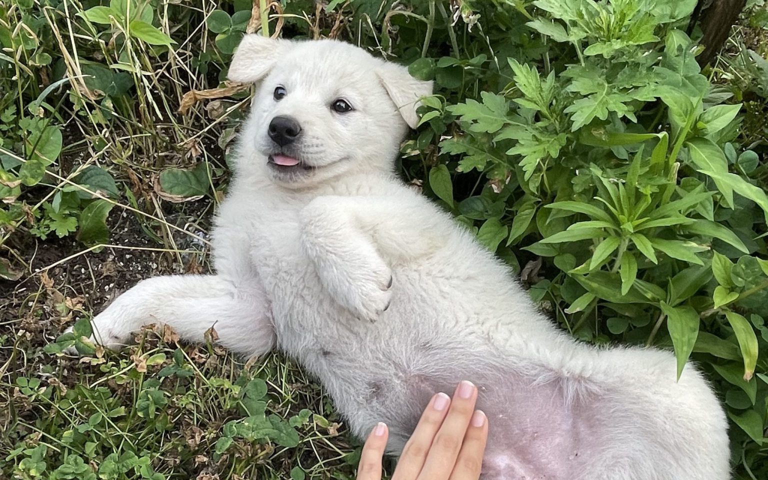 귀여운 강아지 종류 8가지 - 세상에서 가장 귀여운 강아지는? – 비마이펫 라이프