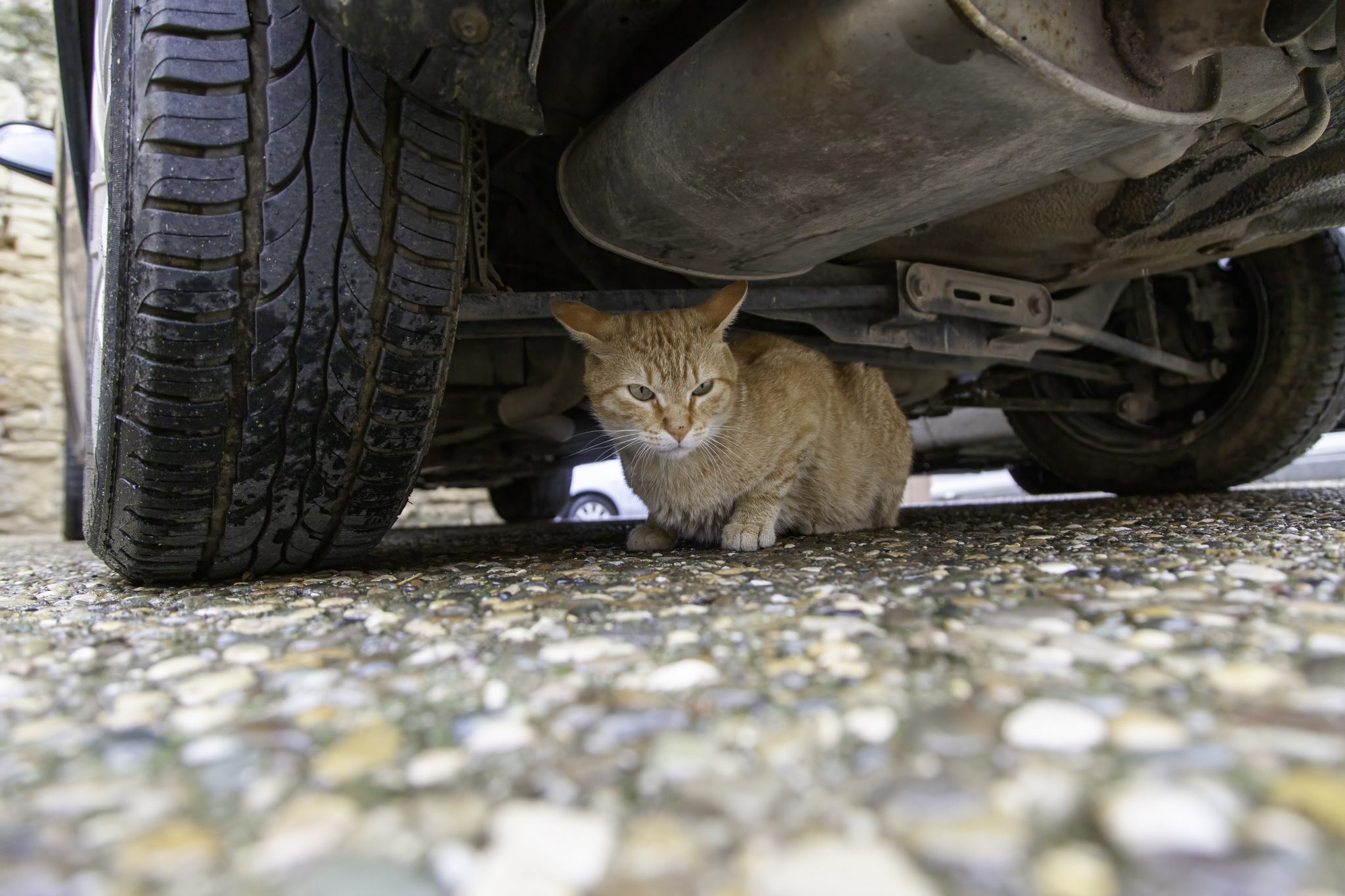 유기묘 입양 전에 제대로 아는 것이 중요해요 비마이펫 라이프