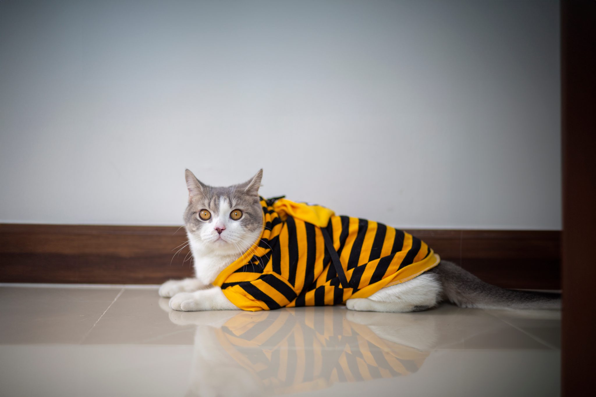 귀여운 고양이 옷 마냥 좋기만 할까 비마이펫 라이프