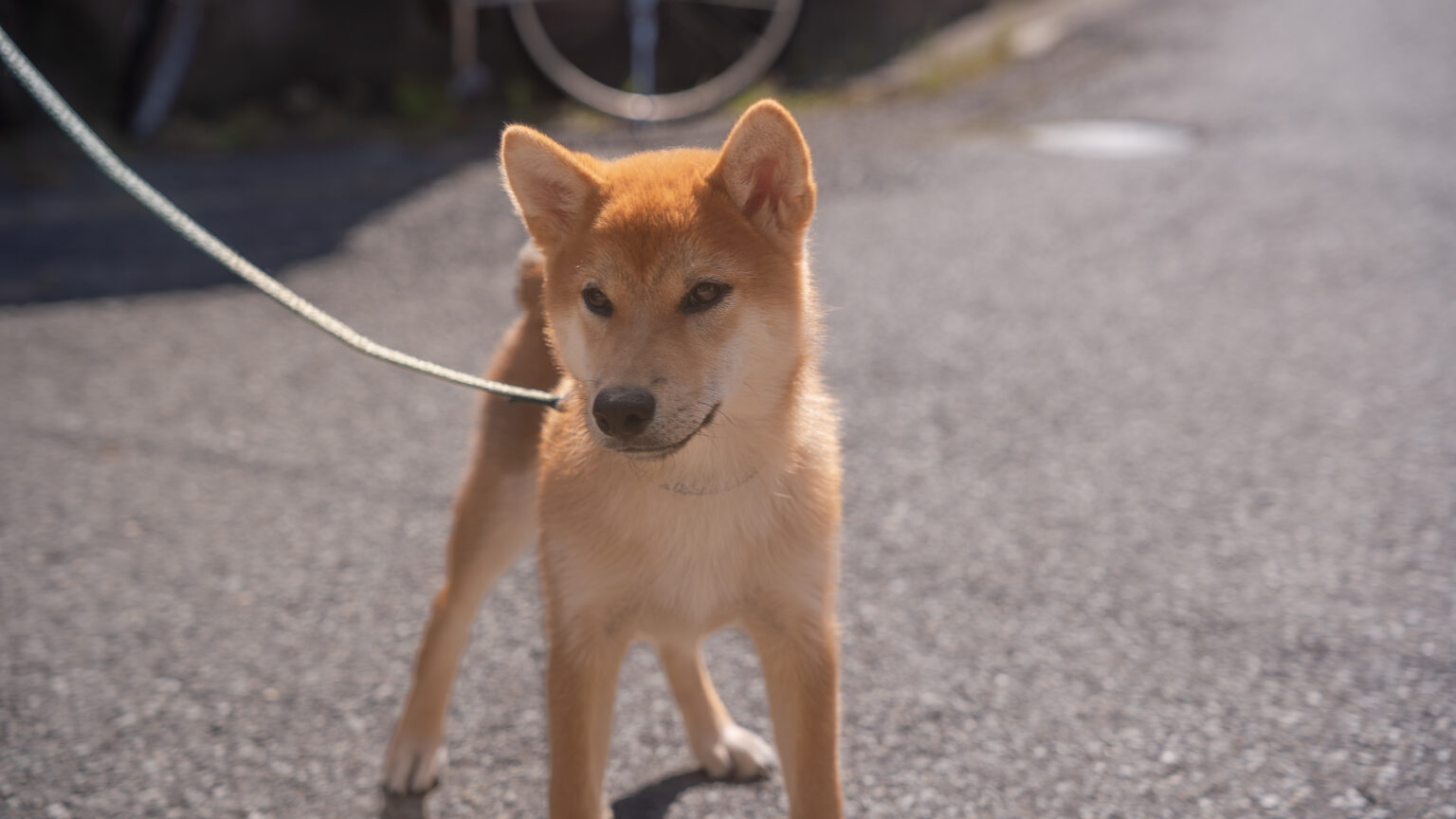 Understanding Cruciate Ligament Rupture in Canines: Causes, Prevention ...